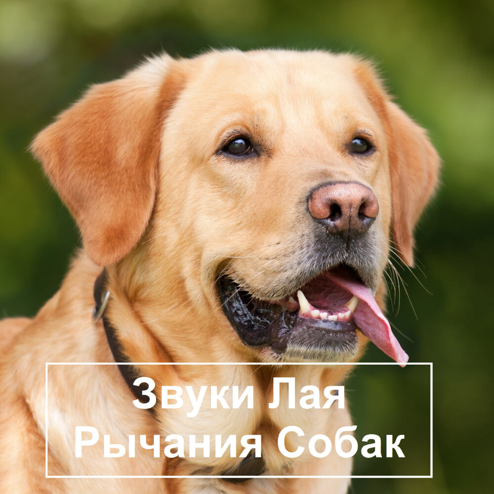 Звук рычания злой собаки ( Осторожно злая собака ) Звук лая собаки, Лай ...